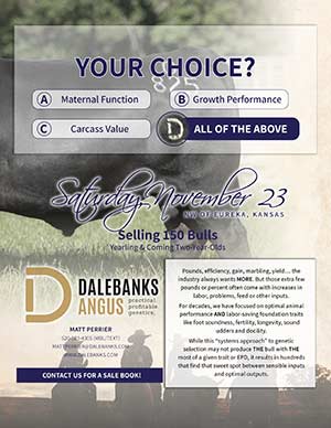 Sale Cattle | Dalebanks Angus - Bull Sale November 19, 2016